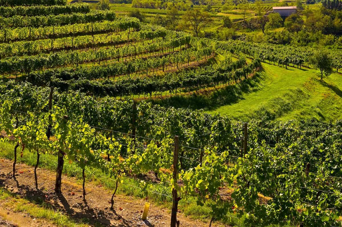 Collavini Wines: The Dachshund Wines of Friuli - MORE TIME TO TRAVEL